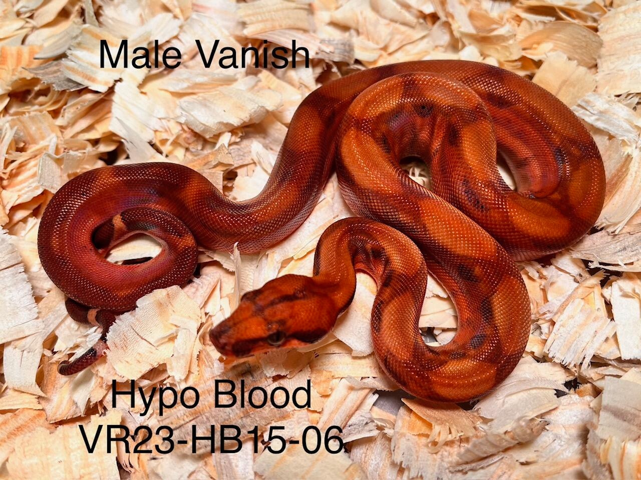 Hypo Blood Boa Vanishing Pattern Boa Constrictor by Vin Russo - Cutting ...