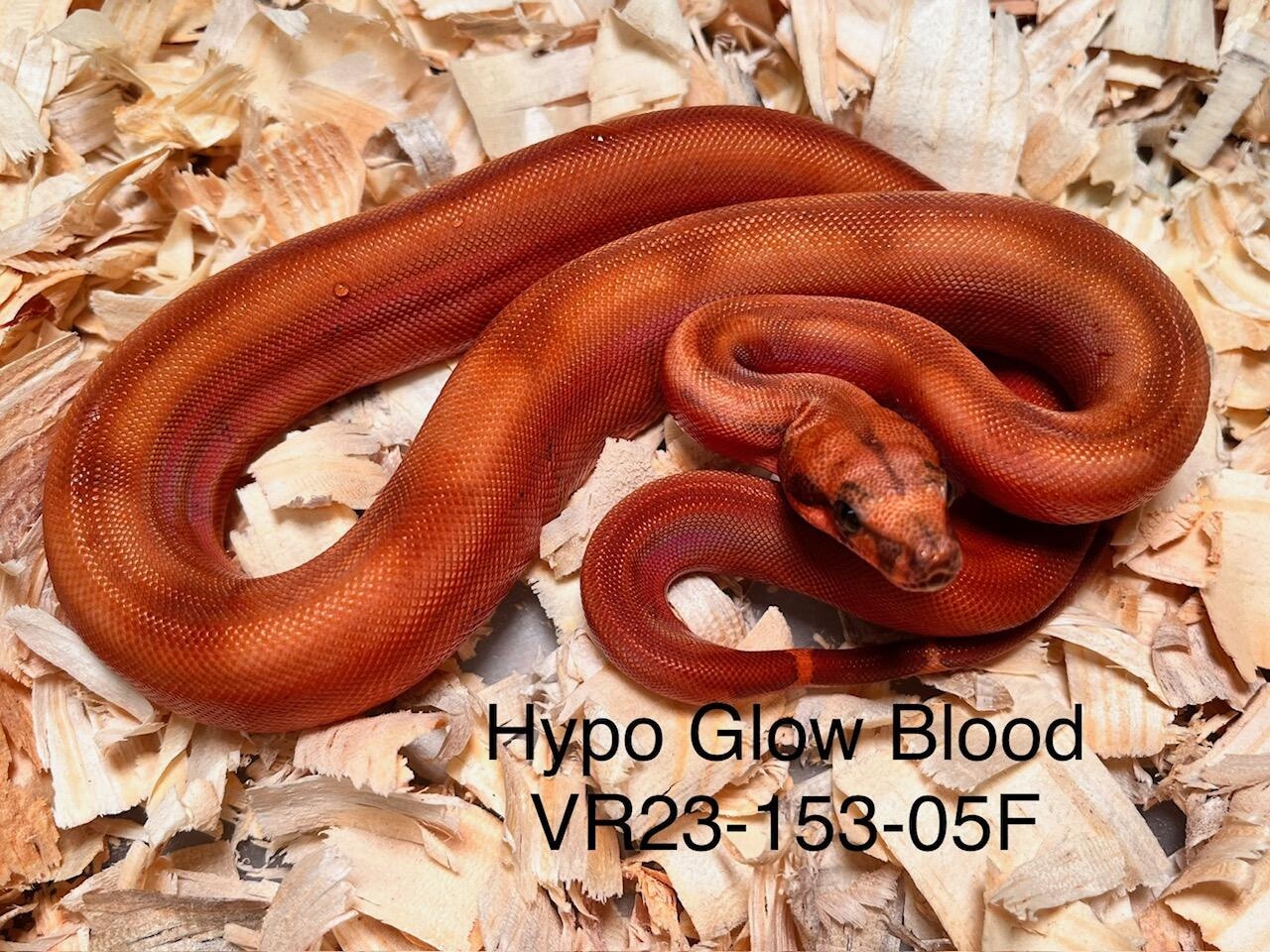 Hypo Glow Blood Boa Boa Constrictor by Vin Russo - Cutting Edge ...