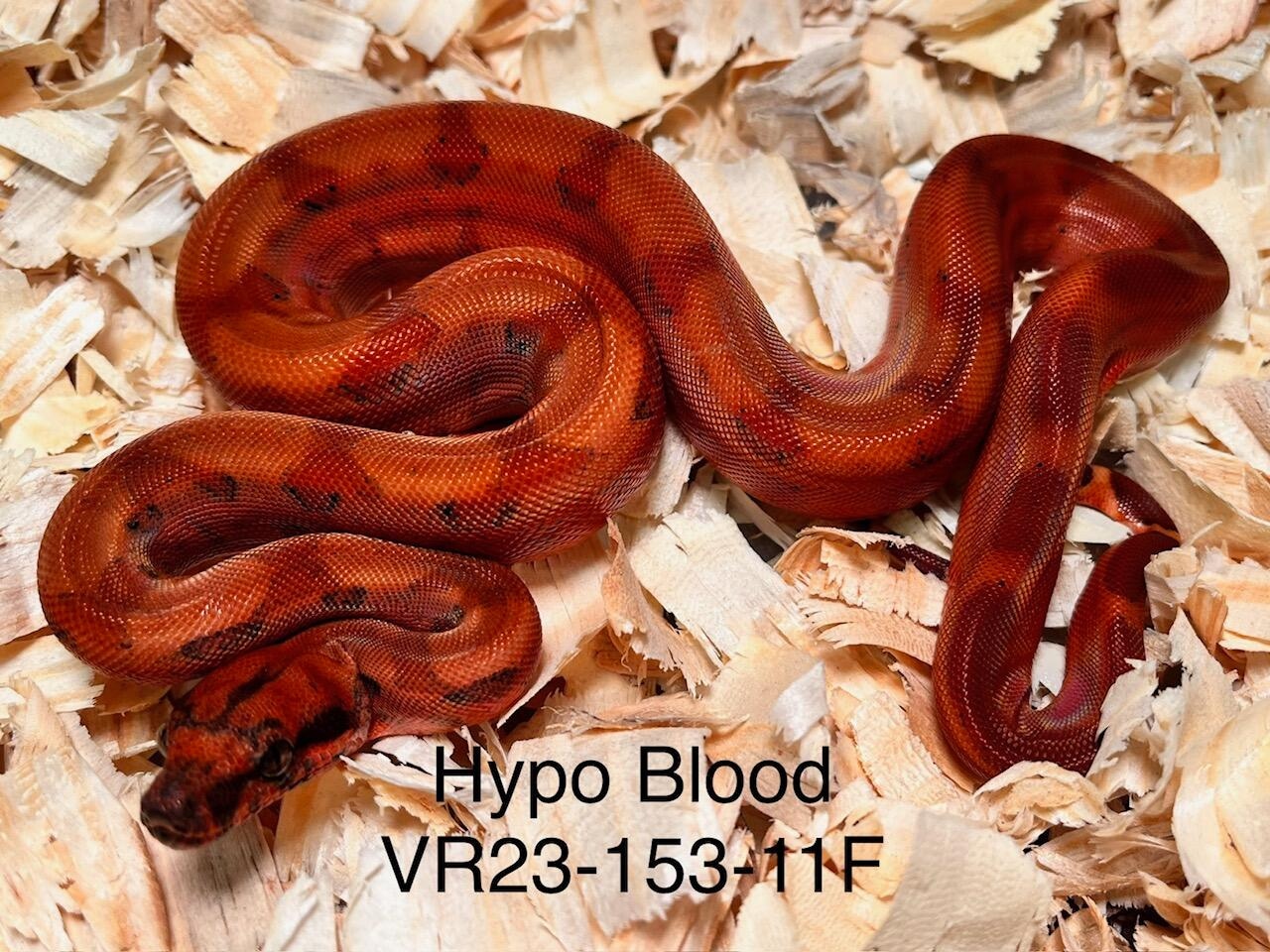 Hypo Blood Burgandy Boa Constrictor by Vin Russo - Cutting Edge ...
