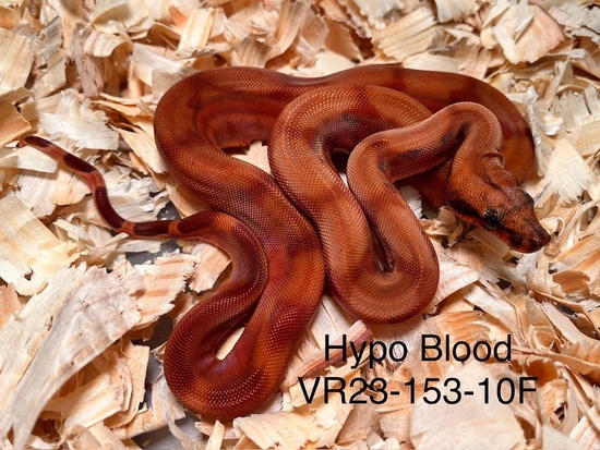 Hypo Blood Vanish Pattern Boa Constrictor by Vin Russo - Cutting Edge ...