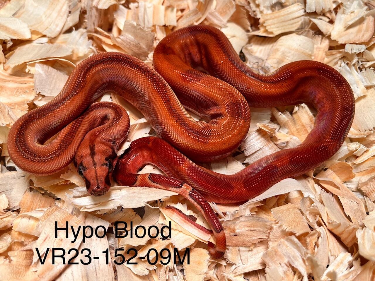 Hypo Blood Patternless Striped Boa Constrictor by Vin Russo - Cutting ...