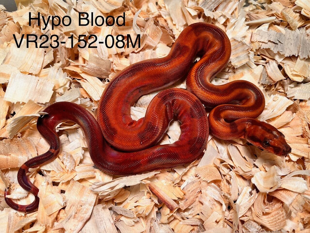 Hypo Blood Partial Stripe Burgandy Boa Constrictor by Vin Russo ...