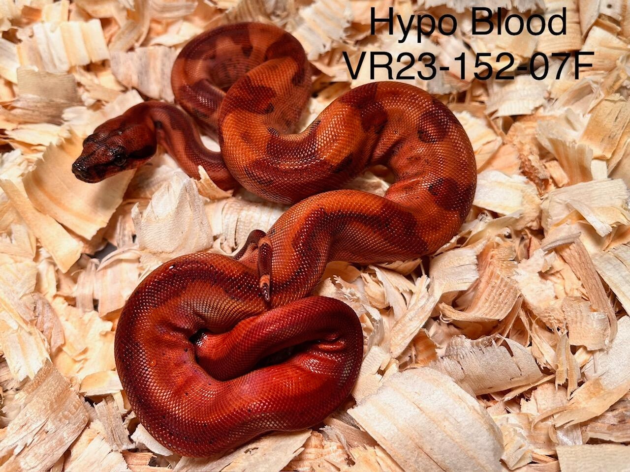 Hypo Blood "A+ Grade " Boa Constrictor by Vin Russo - Cutting Edge ...