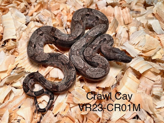 Crawl Cay Boa Pair Boa Constrictor by Vin Russo - Cutting Edge ...