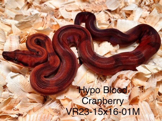Hypo Blood Boa - Cranberry Boa Constrictor by Vin Russo - Cutting Edge ...