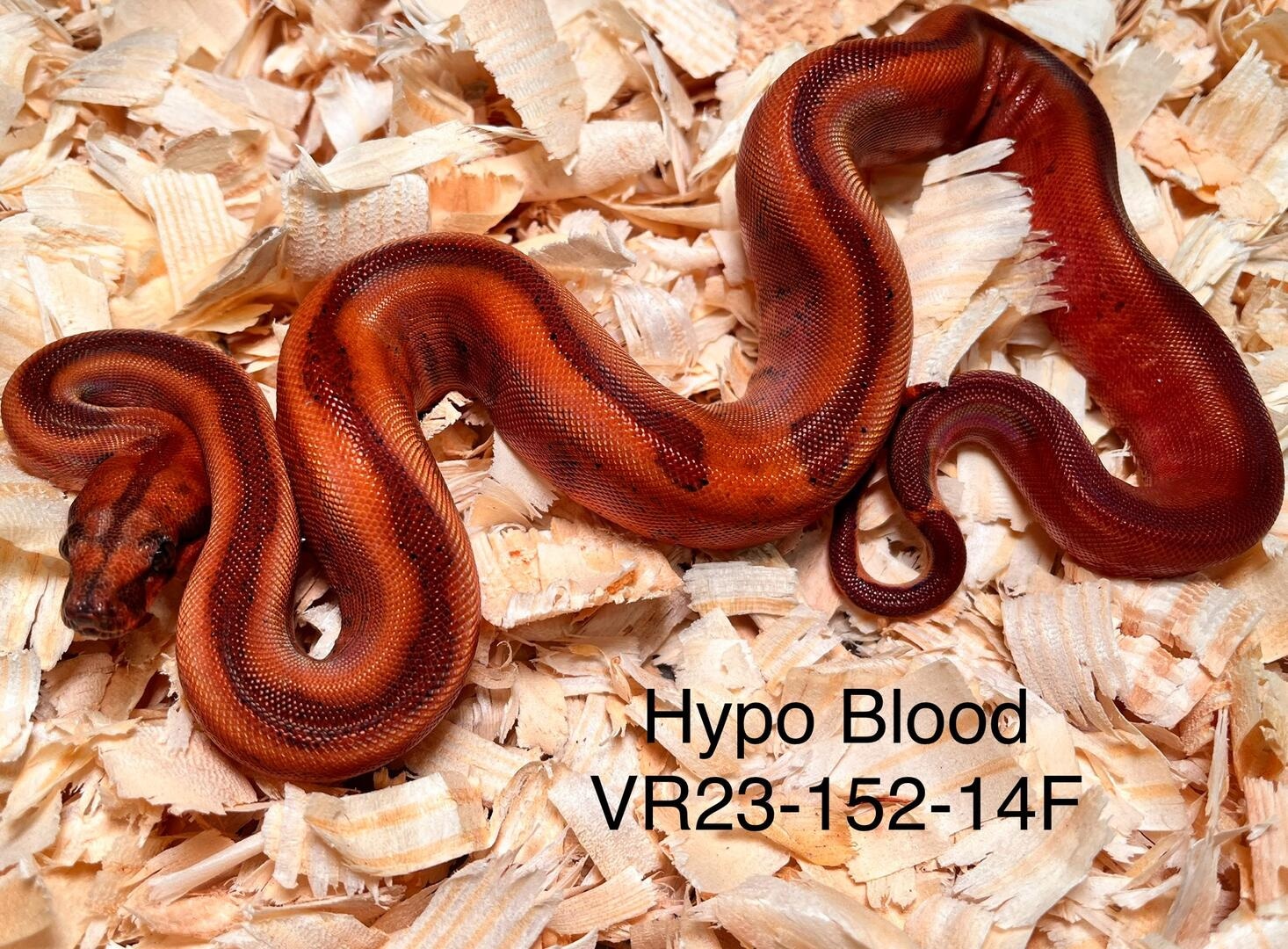 Hypo Blood Boa Boa Constrictor by Vin Russo - Cutting Edge ...