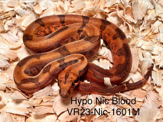 Hypo Nicaraguan Blood Boa Boa Constrictor by Vin Russo - Cutting Edge ...
