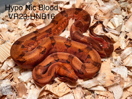Hypo Nicaraguan Blood Boa Boa Constrictor by Vin Russo - Cutting Edge ...