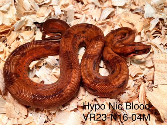 Hypo Nicaragua Blood Boa Boa Constrictor by Vin Russo - Cutting Edge ...