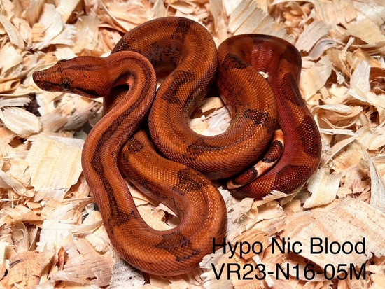 Hypo Nicaragua Blood Boa Boa Constrictor by Vin Russo - Cutting Edge ...