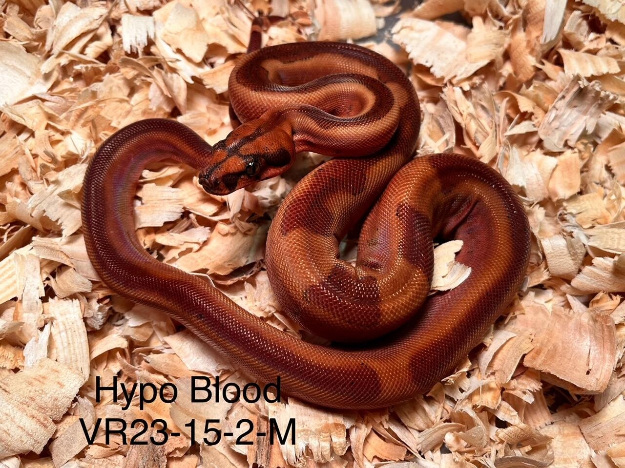 Vin Russo - Cutting Edge Herpetological Inc.'s Collection - MorphMarket