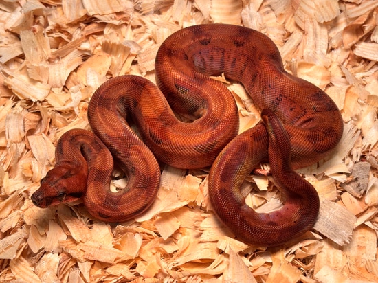 Hypo Blood Boa Boa Constrictor by Vin Russo - Cutting Edge ...