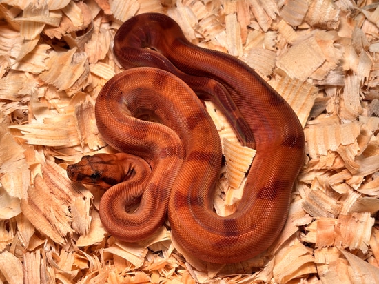 Hypo Blood Boa Boa Constrictor by Vin Russo - Cutting Edge ...