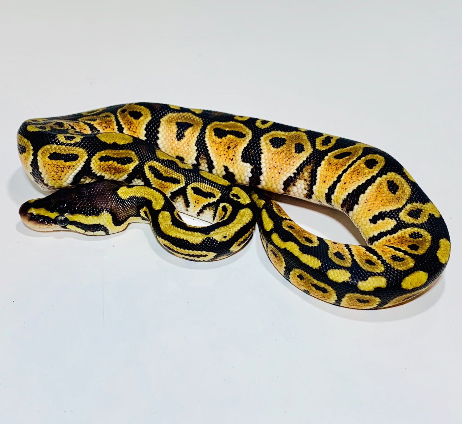 Pastel 66% Het Orange Ghost Ball Python by Boosted Morphs - MorphMarket