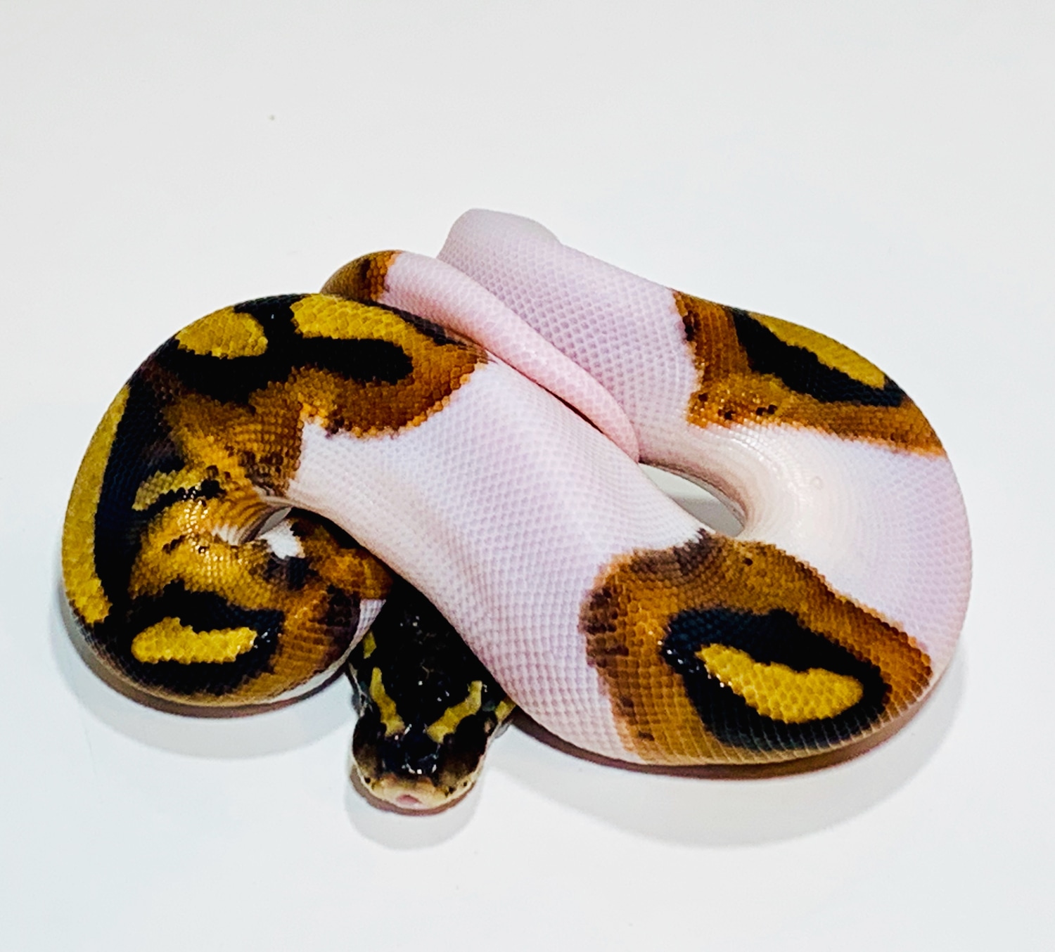 Piebald Ball Python by Boosted Morphs - MorphMarket