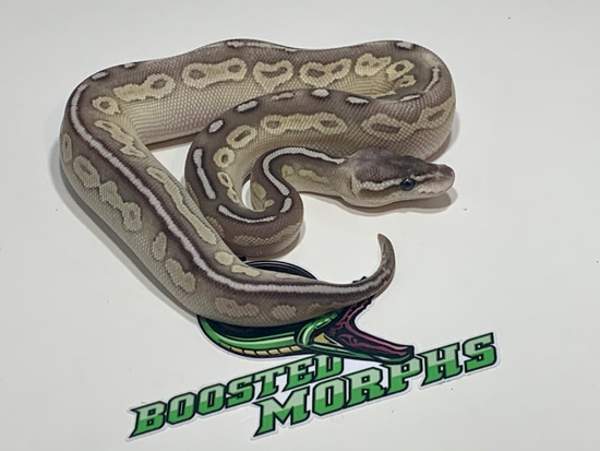 Pewter Lesser Ball Python by Boosted Morphs