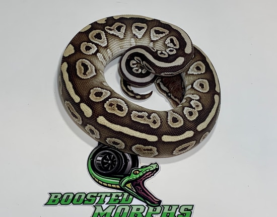 Mahogany Lesser Het Clown Ball Python by Boosted Morphs