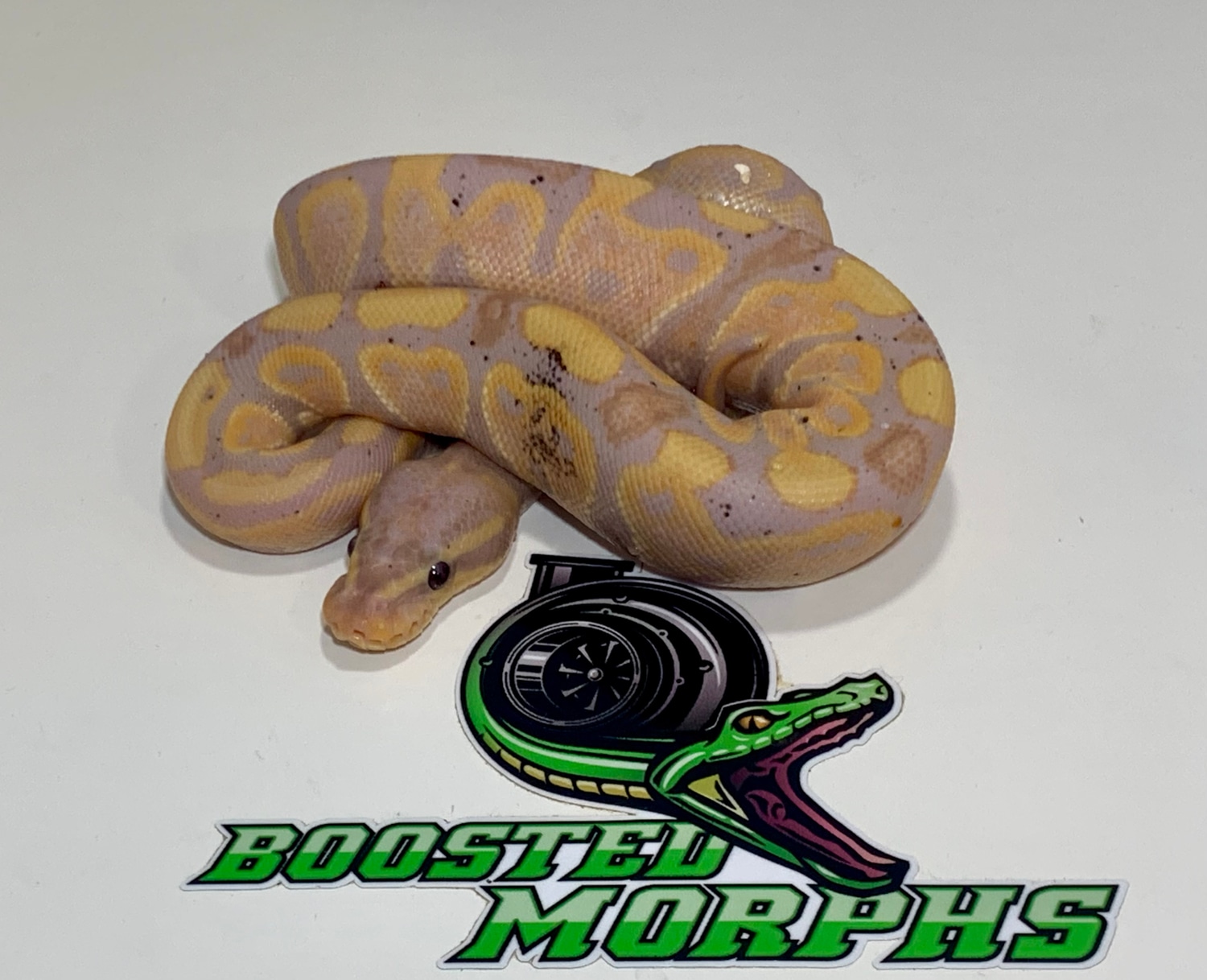 Banana Mahogany (Paradox) Ball Python by Boosted Morphs - MorphMarket