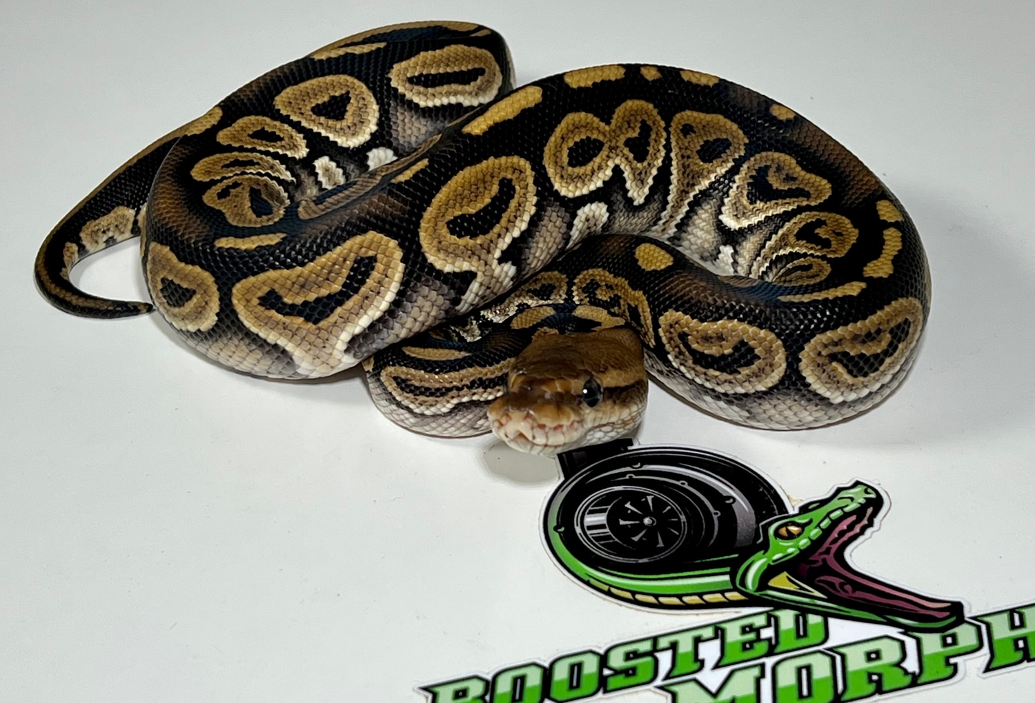 Mahogany HRA Het Clown Ball Python by Boosted Morphs - MorphMarket