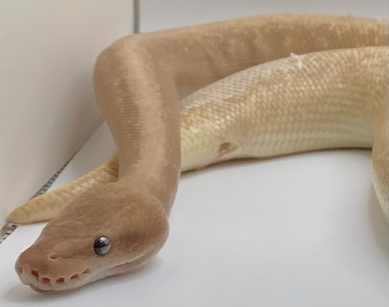 Collection Sale, Make Offer. Pair-Suma HRA Banana Ball Python by ...