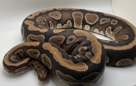 Collection Sale, Make Offer. Pair- Mahogany/ Lesser Het Clown Ball ...