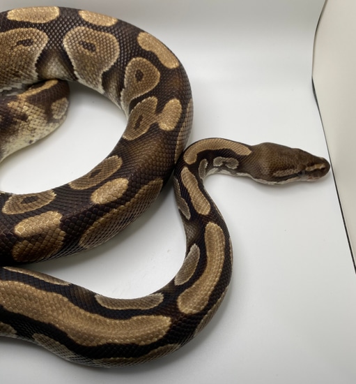 Mahogany Proven Breeder 100% DH Dreamsicle (Lavender, Piebald) Ball Python by Boosted Morphs