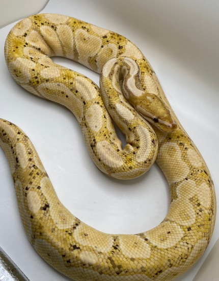 Proven Breeder, Banana Het OG Ball Python by Boosted Morphs