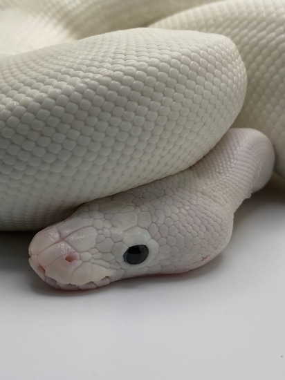 White Wedding Ball Python by Boosted Morphs