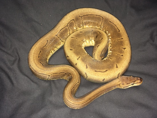 Spinner Ball Python by CV Exotics inc.