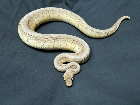 Mojave Spinner Blast Ball Python by CV Exotics inc.