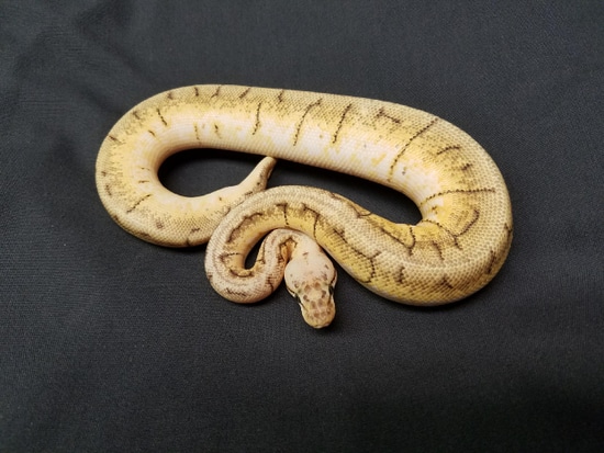 Spinner Blast Ball Python by CV Exotics inc.