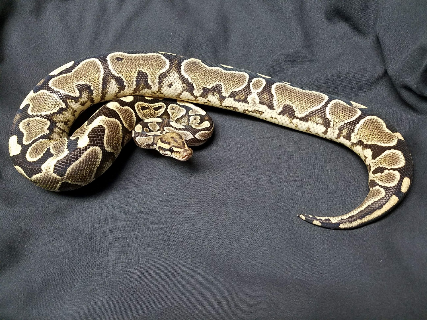 White Lace Ball Python by CV Exotics inc. - MorphMarket