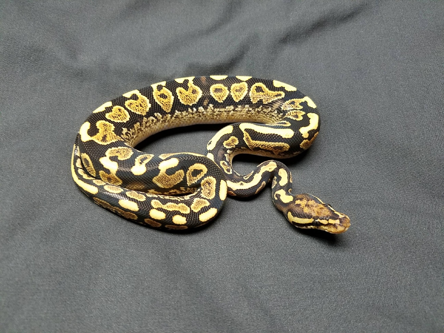 White Lace Yellow-belly Ball Python by CV Exotics inc. - MorphMarket