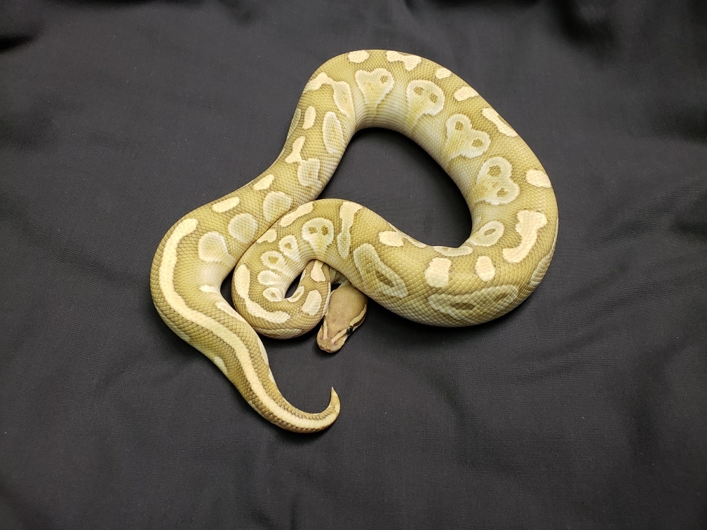 Lesser Ghost Ball Python by CV Exotics inc. - MorphMarket