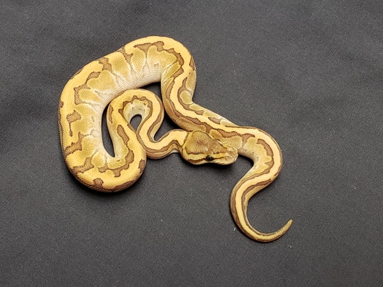 King Pin Ball Python by CV Exotics inc.
