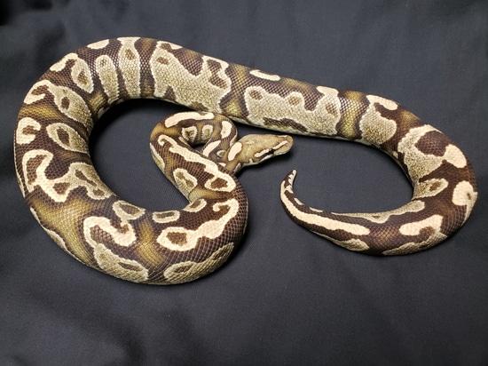 Lace Fire Ball Python by CV Exotics inc.