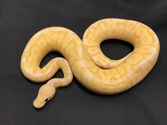 Banana Black Widow (Banana, Black Pastel, Spider, Pastel) Ball Python ...
