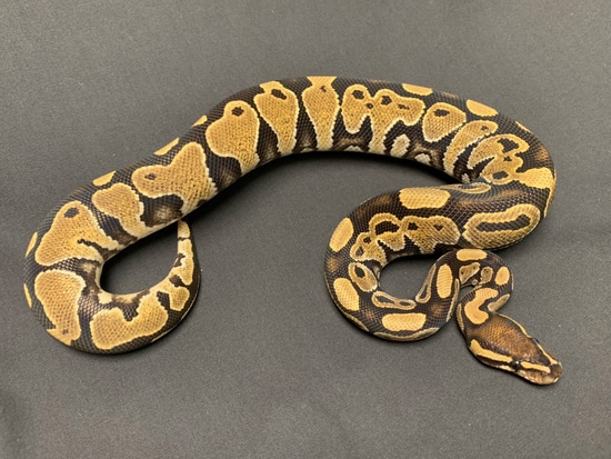 Lace Ball Python by CV Exotics inc.