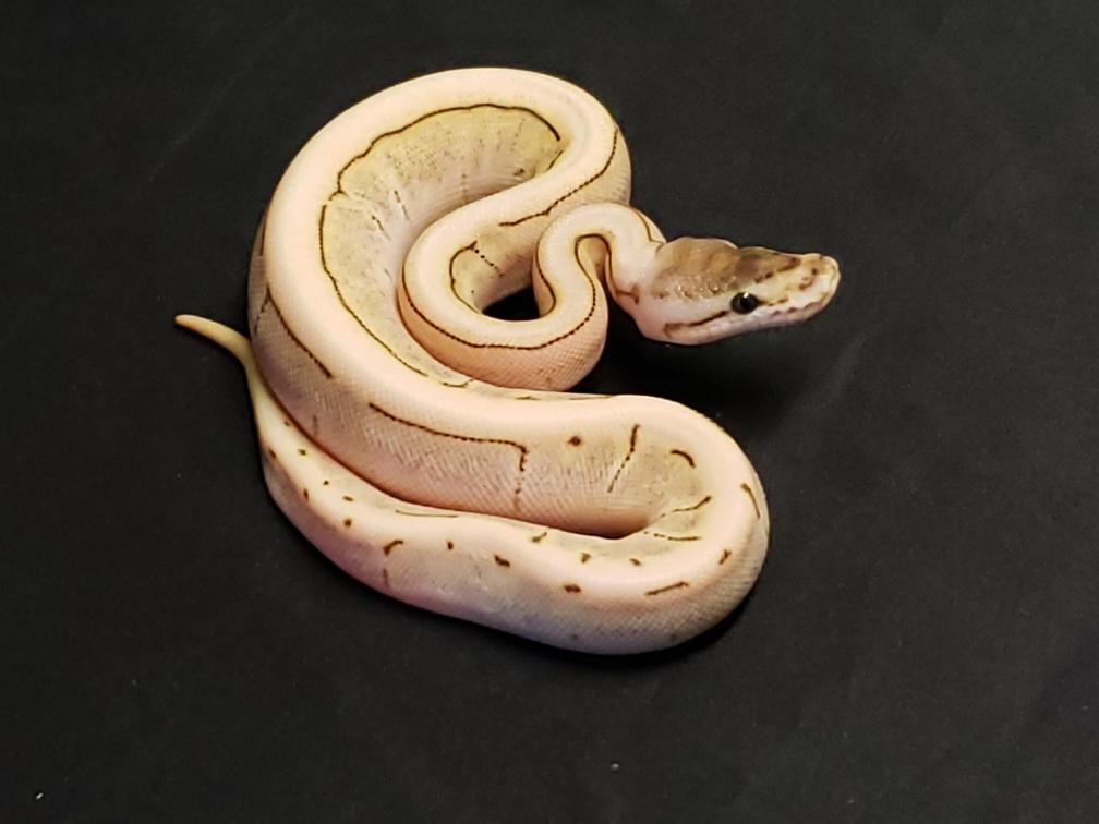 King Spin (Spider, Lesser, Pinstripe) Ball Python by CV Exotics inc ...