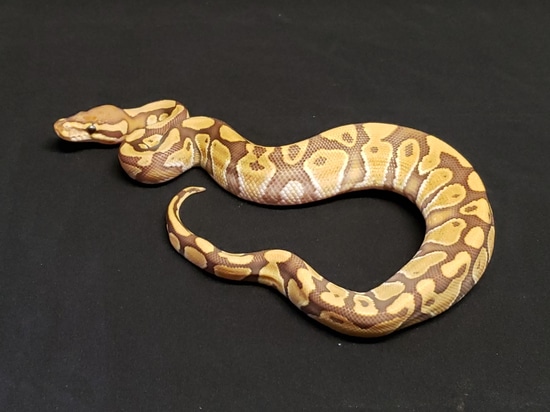 Caramel Ball Python by CV Exotics inc.