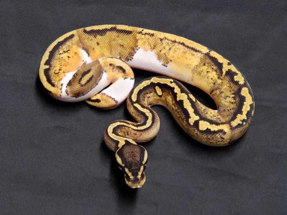 Pied Pastel Granite Ball Python by CV Exotics inc. - MorphMarket
