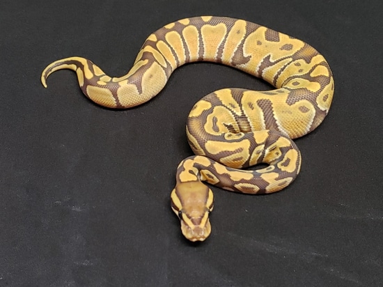 Enchi Ghost Ball Python by CV Exotics inc.