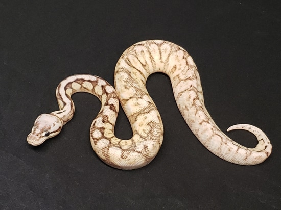 Killer Black Widow Yellow Belly (Super Pastel ,Spider, Black Pastel, Yellowbelly) Ball Python by ...
