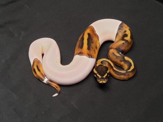 Pied Granite Ball Python by CV Exotics inc.