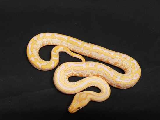 Albino Labyrinth Burmese Python by CV Exotics inc.