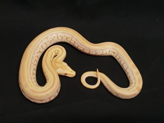 Pearl Labyrinth Burmese Python by CV Exotics inc.