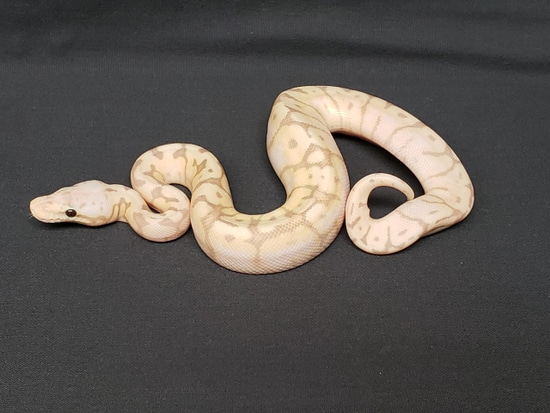 Banana Killer Bee Ball Python by CV Exotics inc.