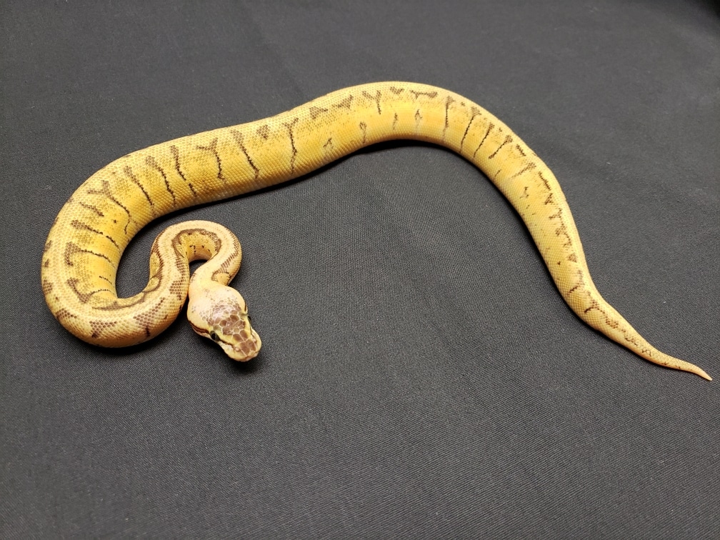 Enchi Lemon Blast Ball Python by CV Exotics inc. - MorphMarket