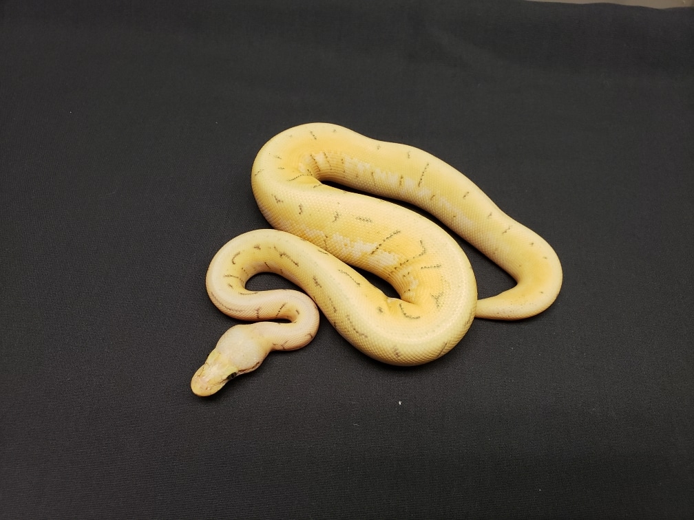 Killer Spinner Blast Enchi (Super Pastel,Spider,Pinstripe Enchi) Ball ...
