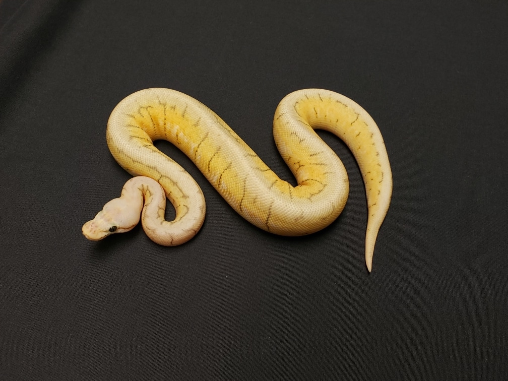 Killer Spinner Blast (Super Pastel,Spider,Pinstripe) Ball Python by CV ...